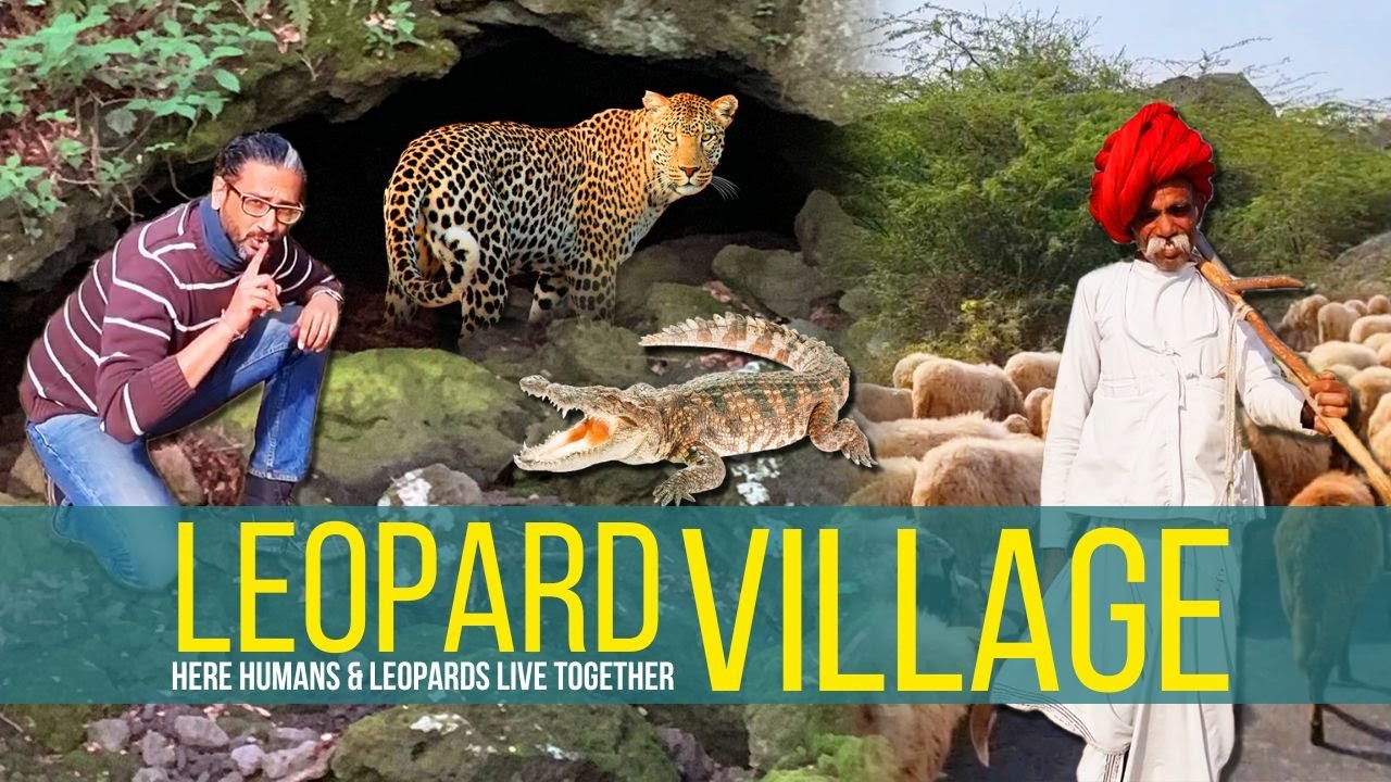Discover Thrill at Jawai Leopard Sanctuary, Bera, Rajasthan